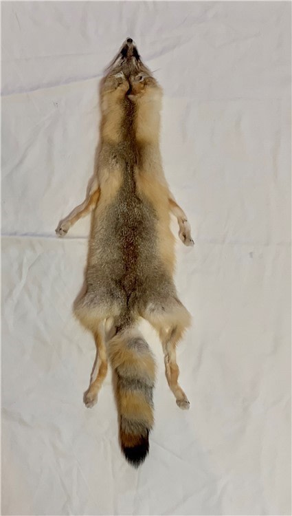 #1 Swift Fox Pelt W/feet (NEW) - Animal Skin, Pelts & Rugs at GunBroker ...