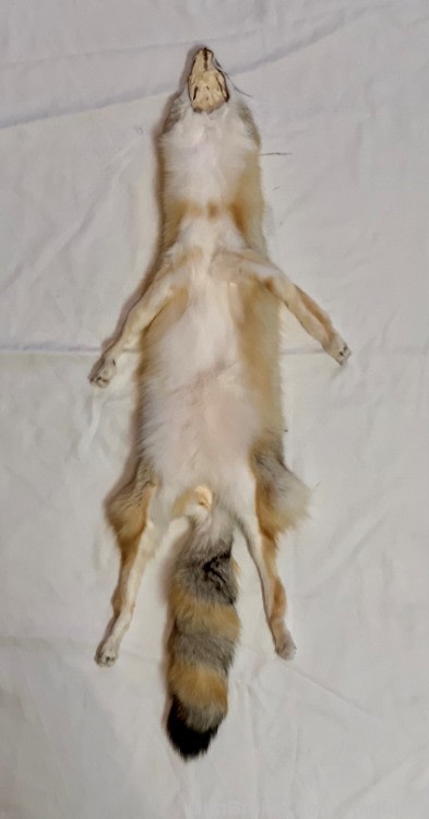 #1 Swift Fox Pelt W/feet (NEW) - Animal Skin, Pelts & Rugs at GunBroker ...